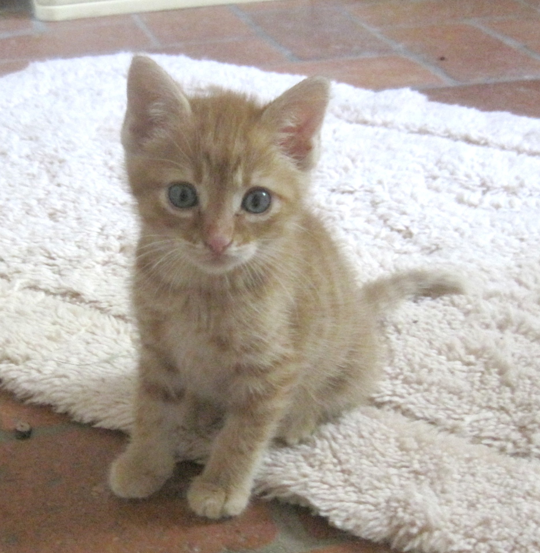 PIRLOU | La SPA de l'Enclave des Papes - Grillon