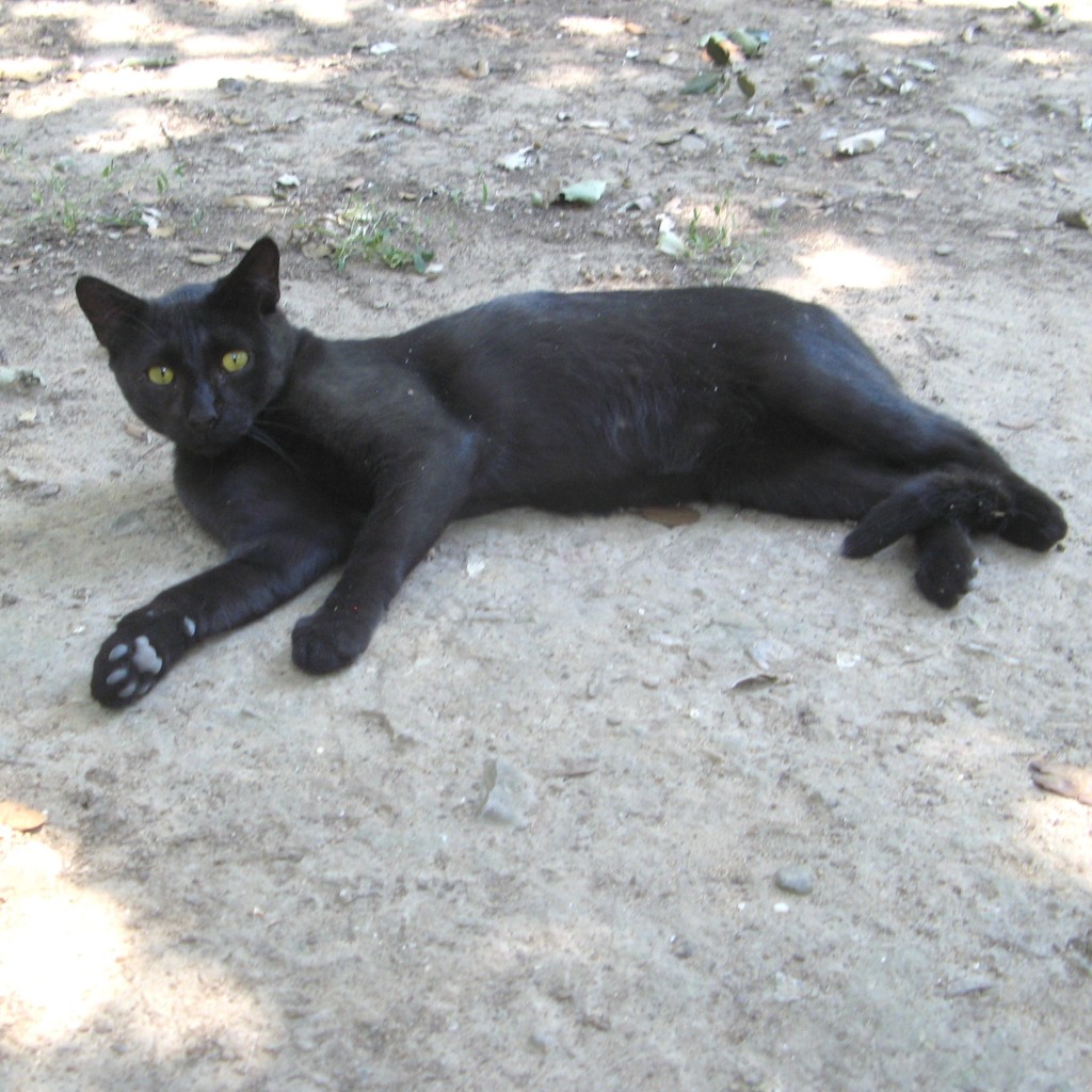 NAVARRO | La SPA de l'Enclave des Papes - Grillon